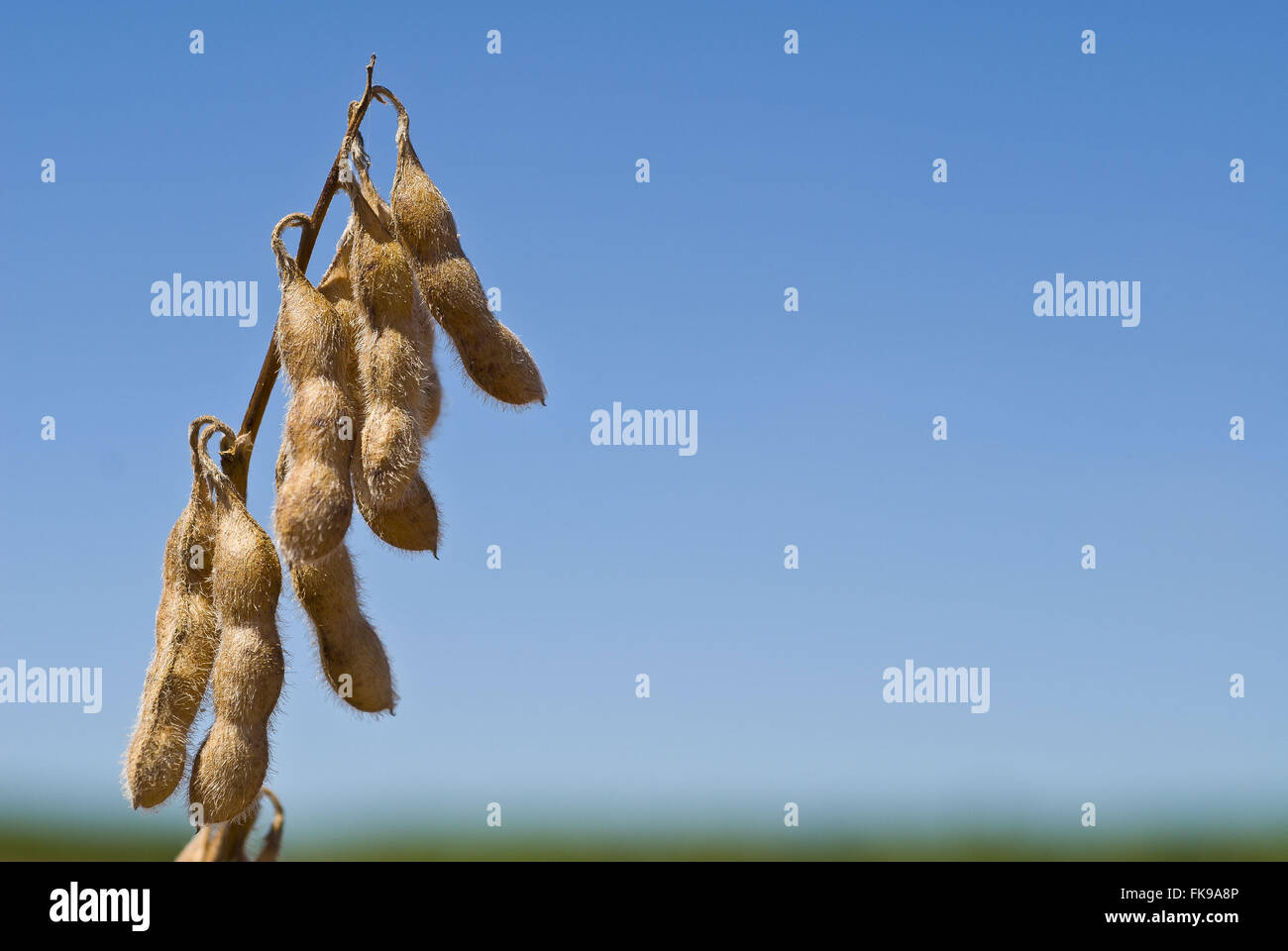 Fuzzy pods hi-res stock photography and images - Alamy