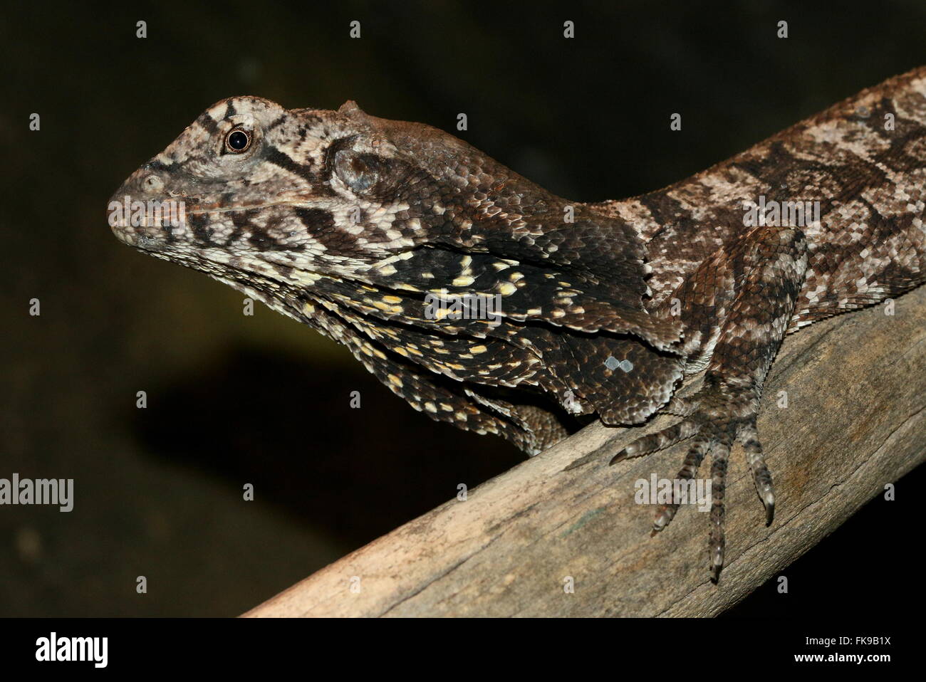 Australian Frilled-neck Lizard or Frilled Dragon (Chlamydosaurus kingii ...