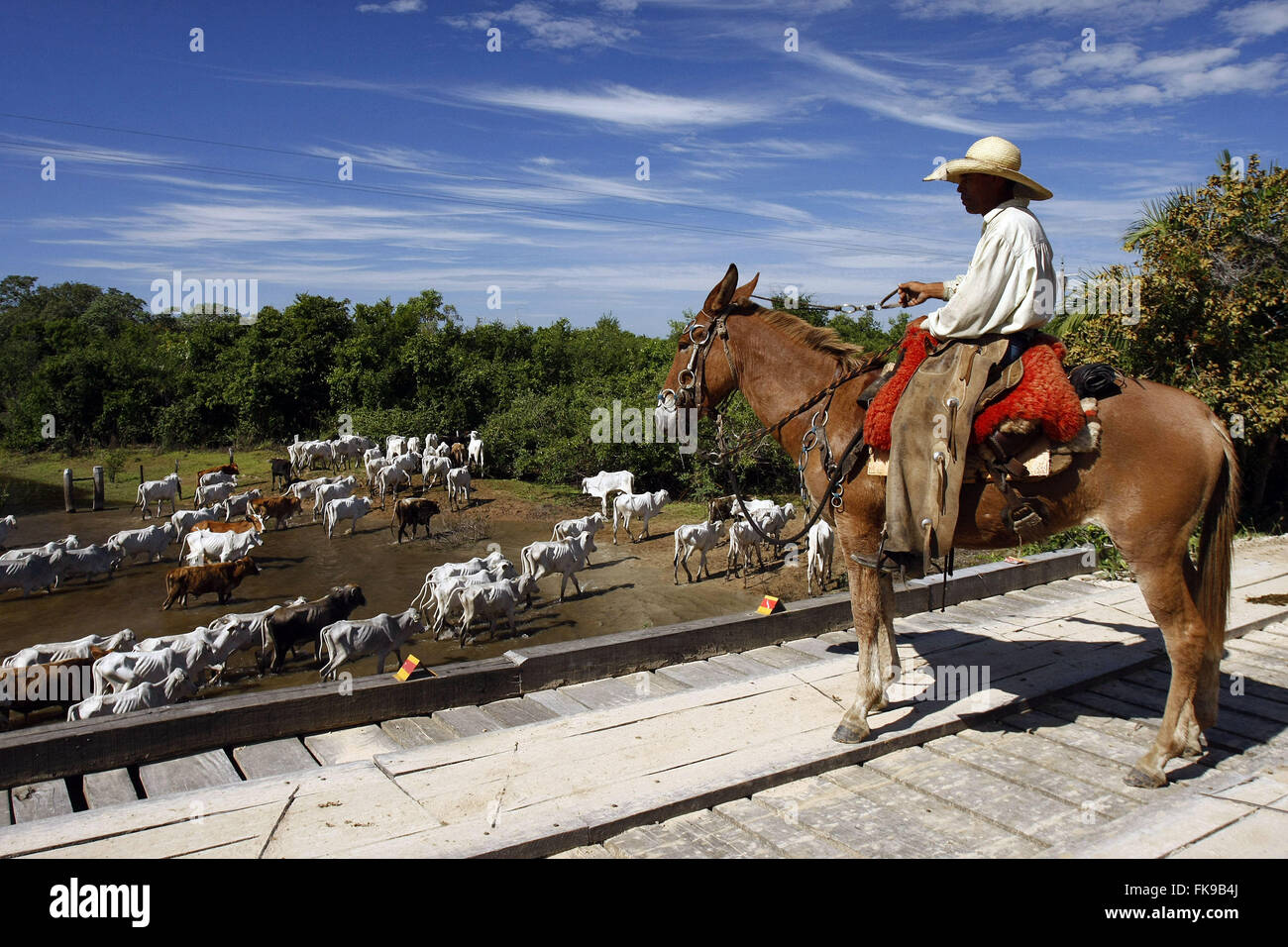 Entourage touched by cattle wetland farm - Corumba - MS Stock Photo - Alamy