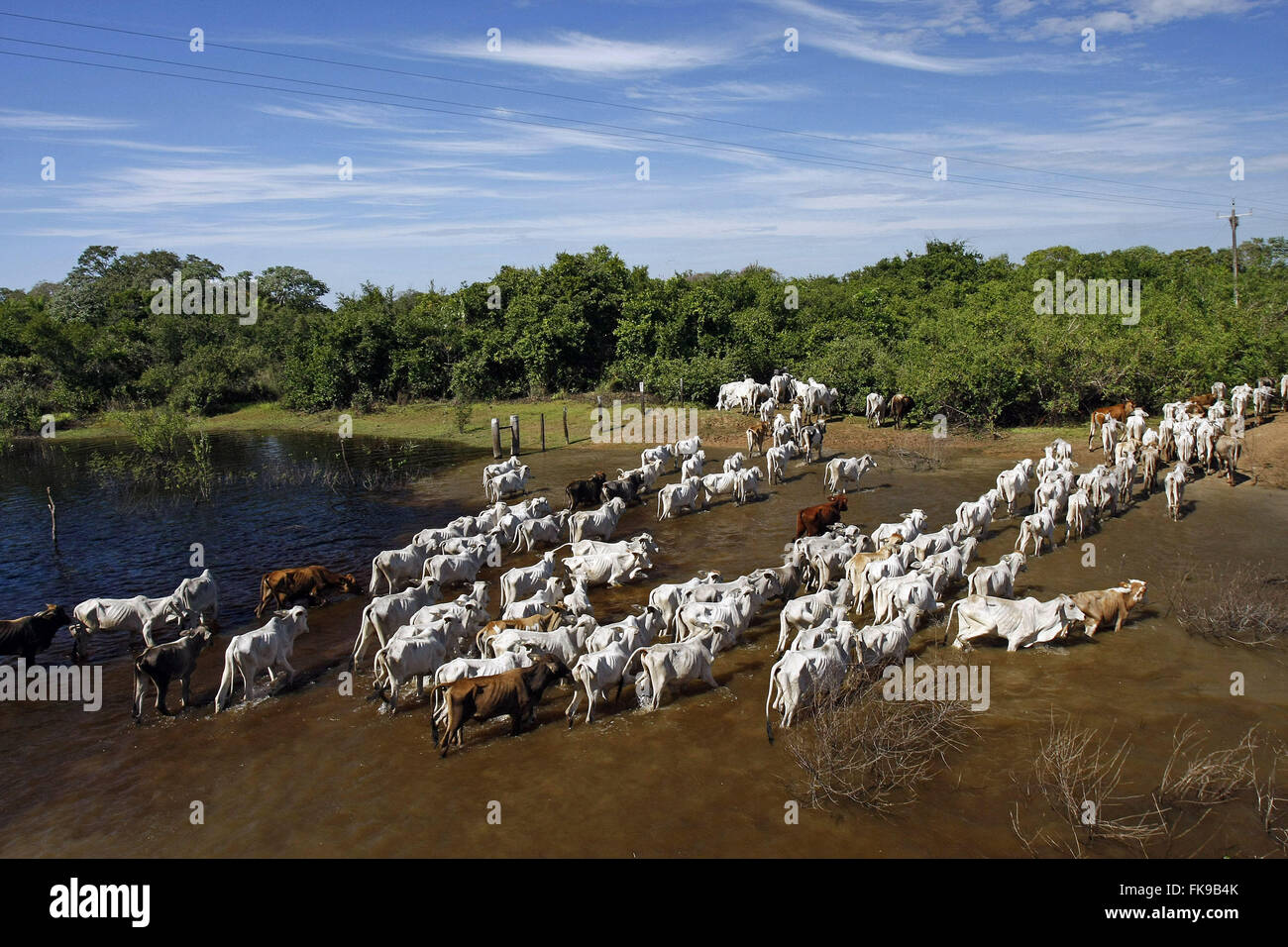 Entourage touched by cattle wetland farm - Corumba - MS Stock Photo - Alamy
