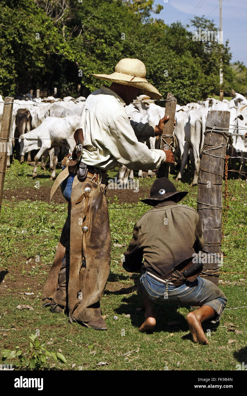 Pawn wetland holding cattle in a farm in the Pantanal - Corumba - MS ...