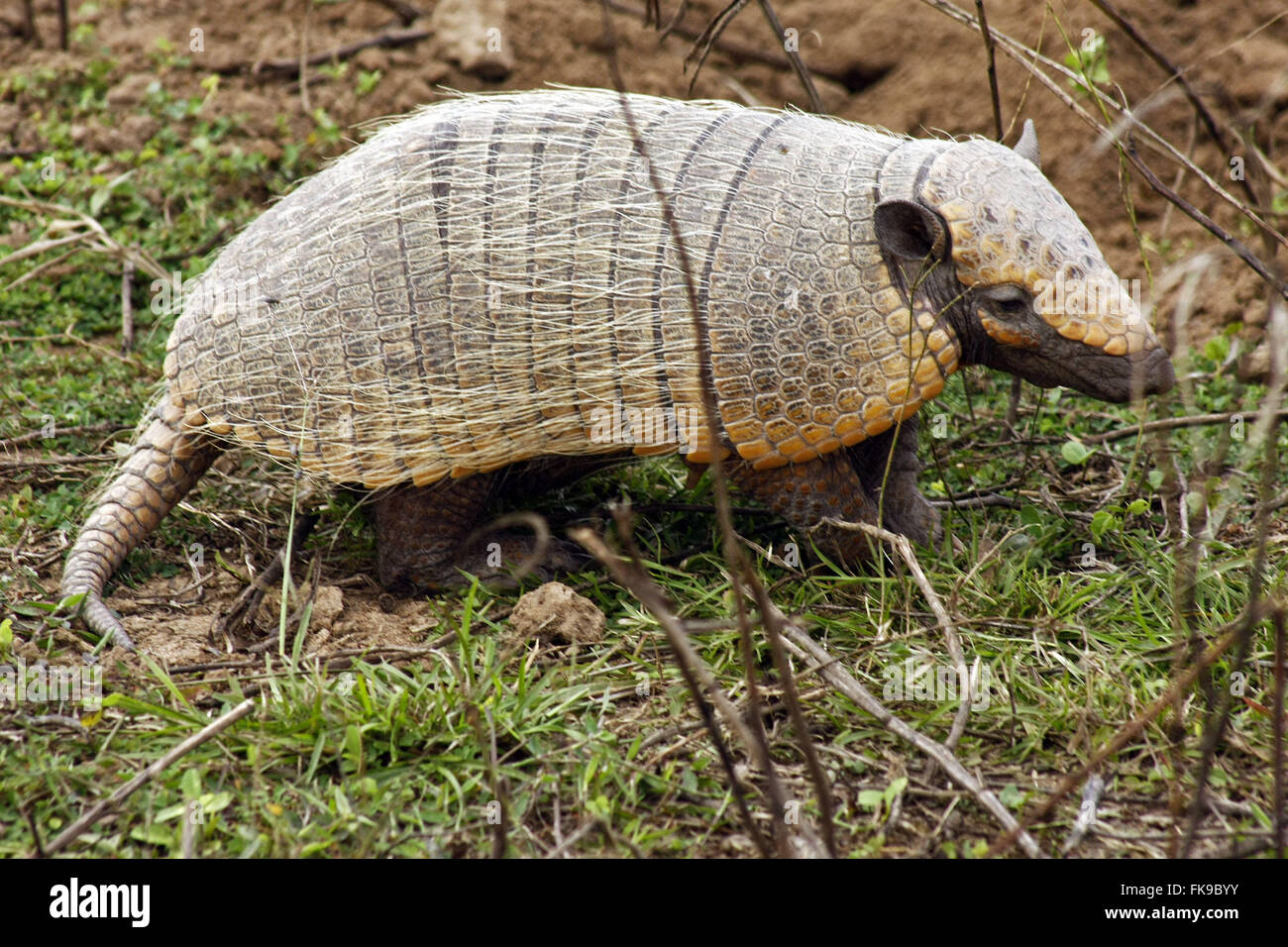 Tatu-peba is also known as armadillo husk in Pantanal - Euphractus ...