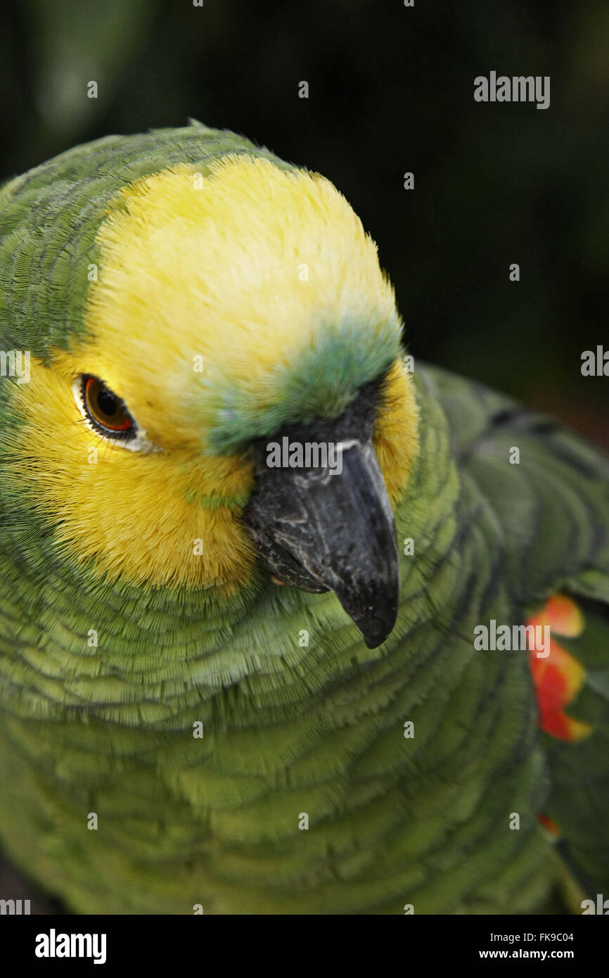 Blue fronted amazon hi-res stock photography and images - Alamy
