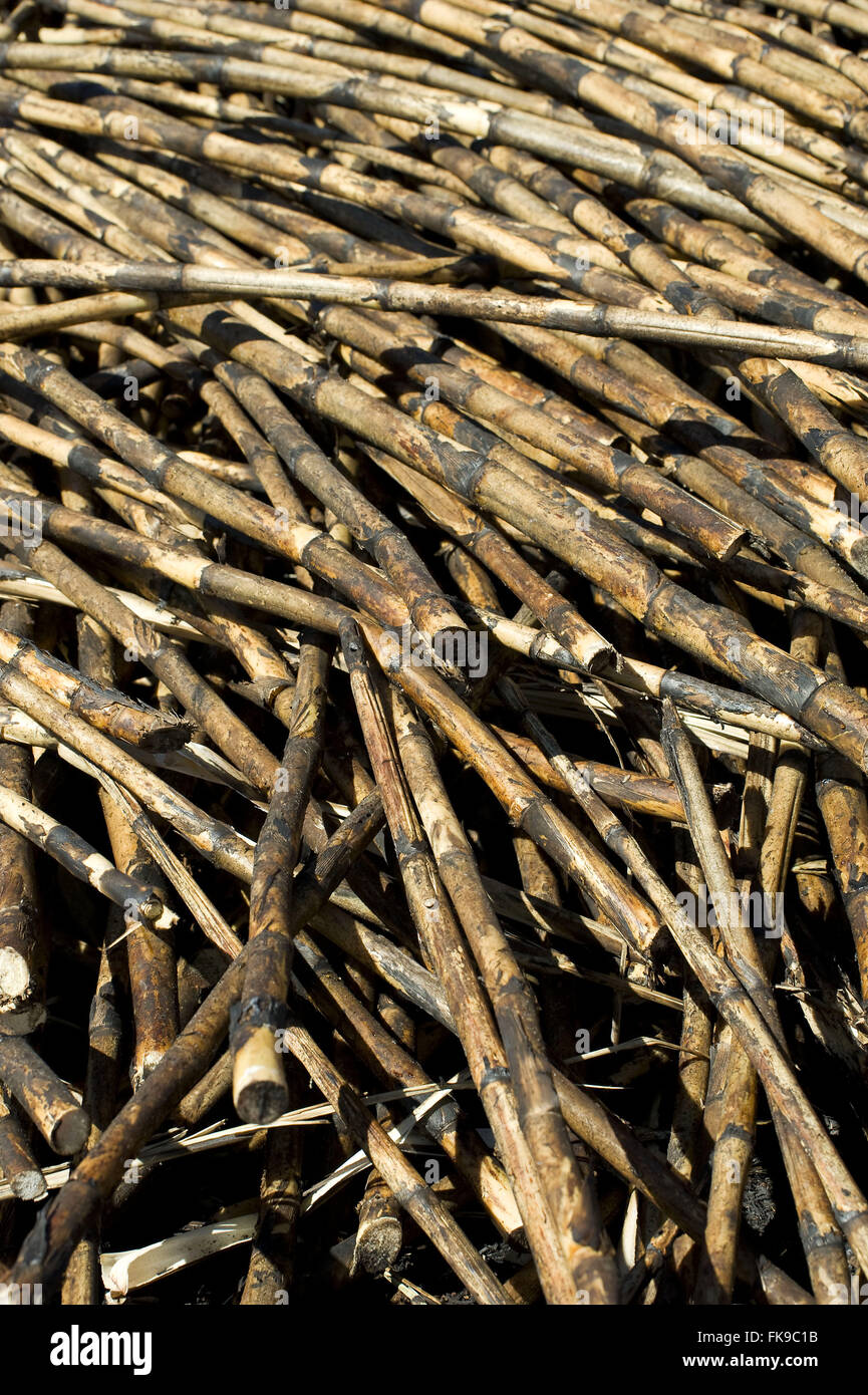 Cane sugar cut in rural Orlandia Stock Photo - Alamy