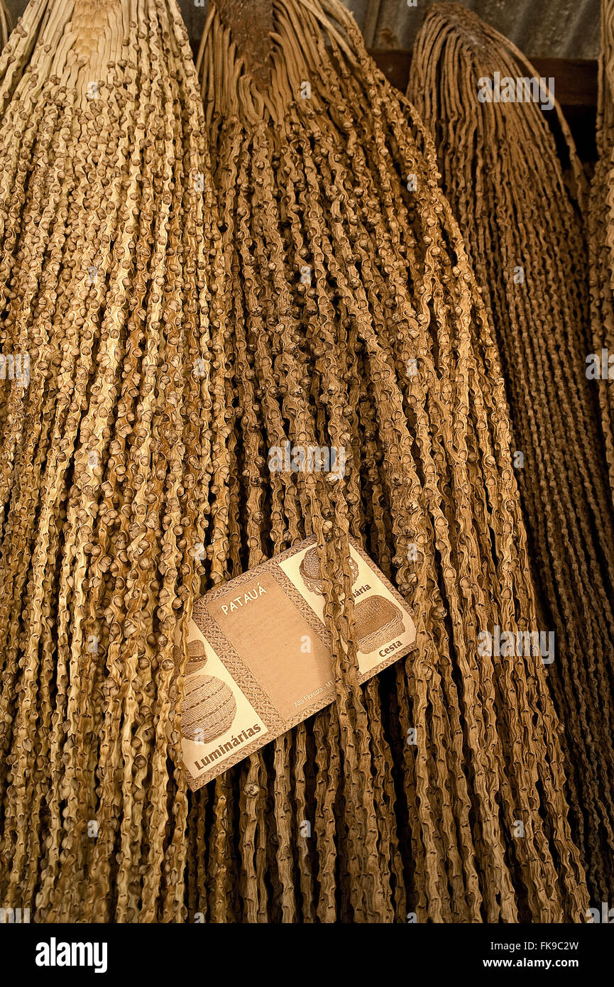 Straw Pataua - common palm in the Amazon - bataua Oenocarpus Stock ...