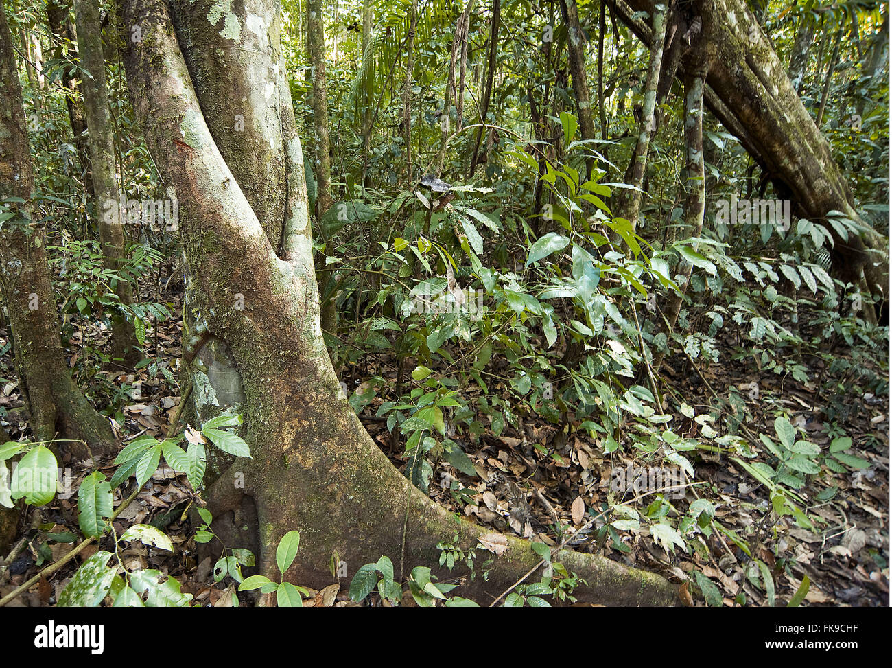 Trunk fig tree-killing pau-embracing tree - Ficus sp Stock Photo - Alamy