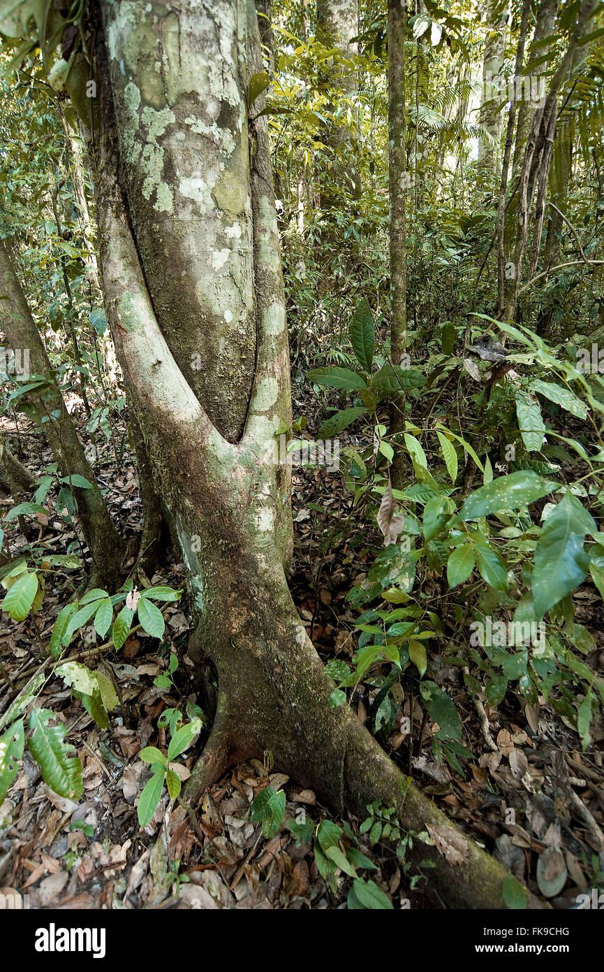 Trunk fig tree-killing pau-embracing tree - Ficus sp Stock Photo - Alamy