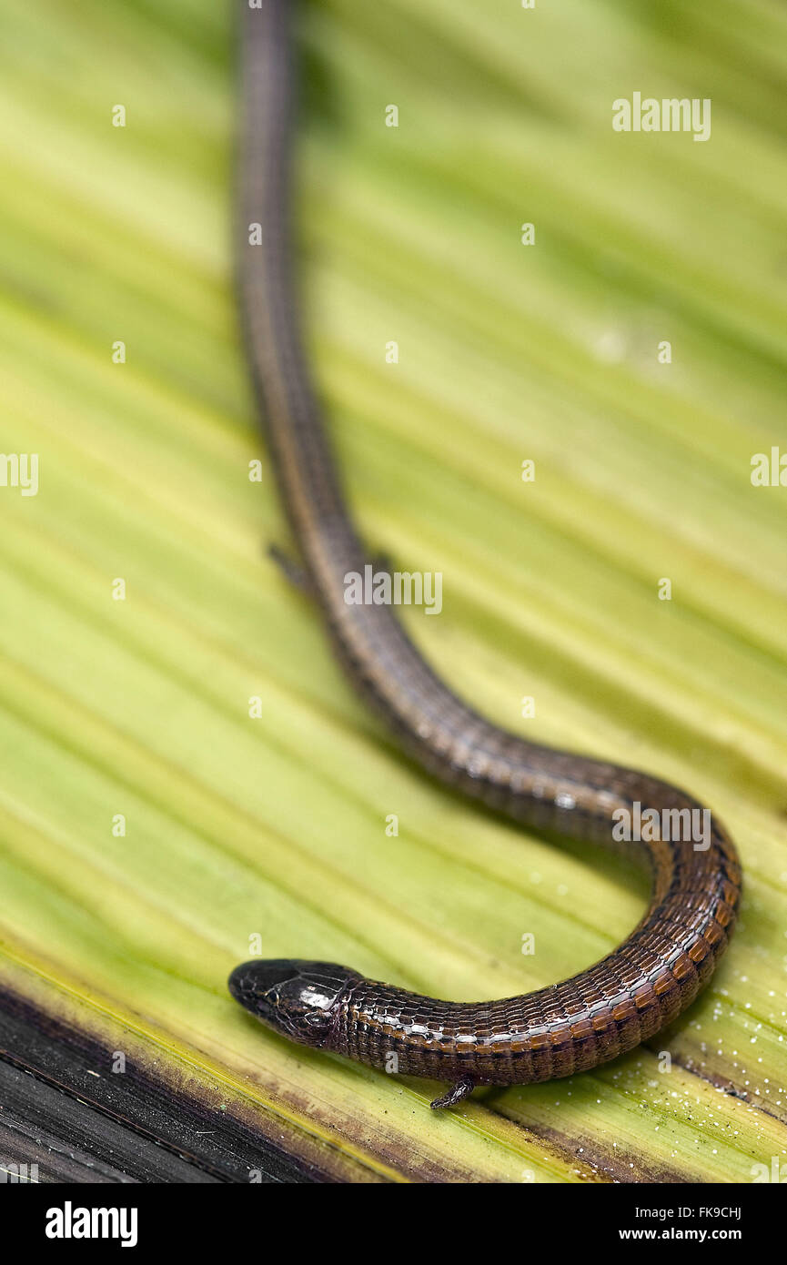 Bachia hi-res stock photography and images - Alamy
