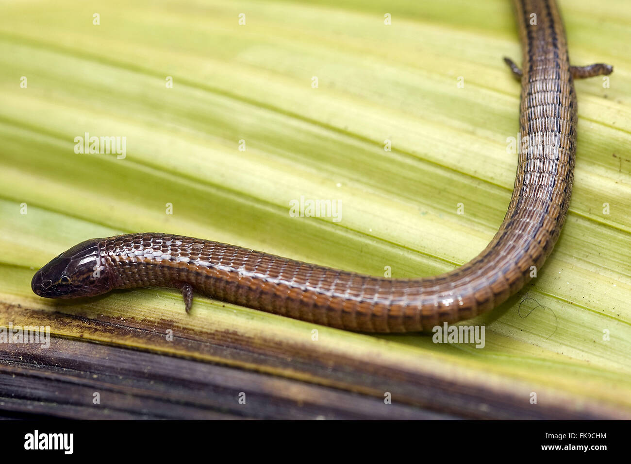 Lizard nickname - Bachia sp Stock Photo - Alamy