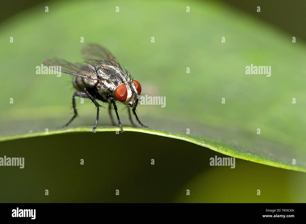 Domestica fly - Musca domestica Stock Photo - Alamy