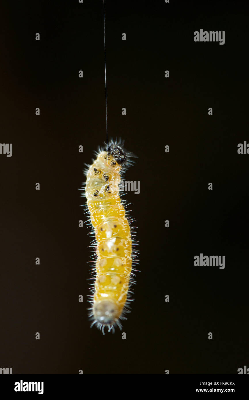 Caterpillar climbing up silk Stock Photo - Alamy