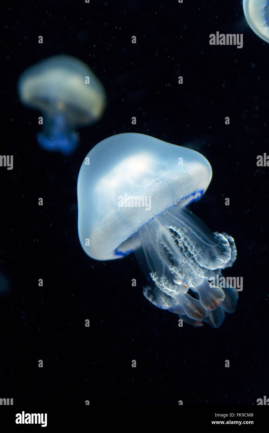 Cnidaria jellyfish hi-res stock photography and images - Alamy