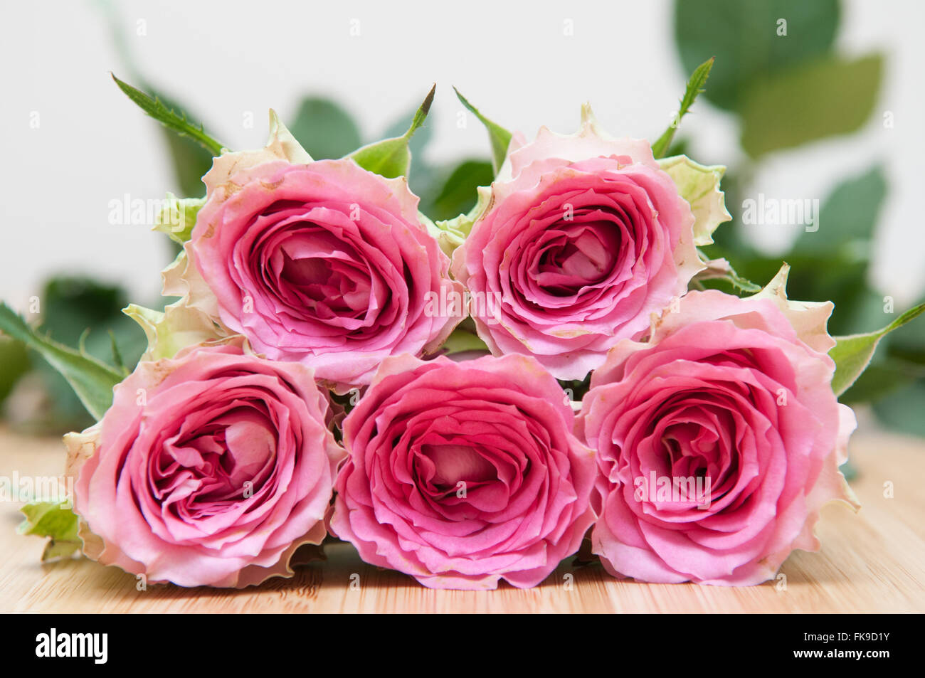 Arrangement of pink roses with opening petals on a bright white ...