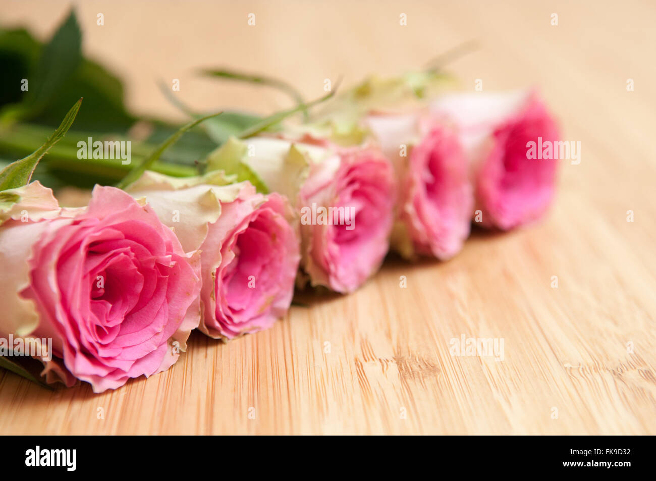 Arrangement of pink roses with opening petals on a bright white ...
