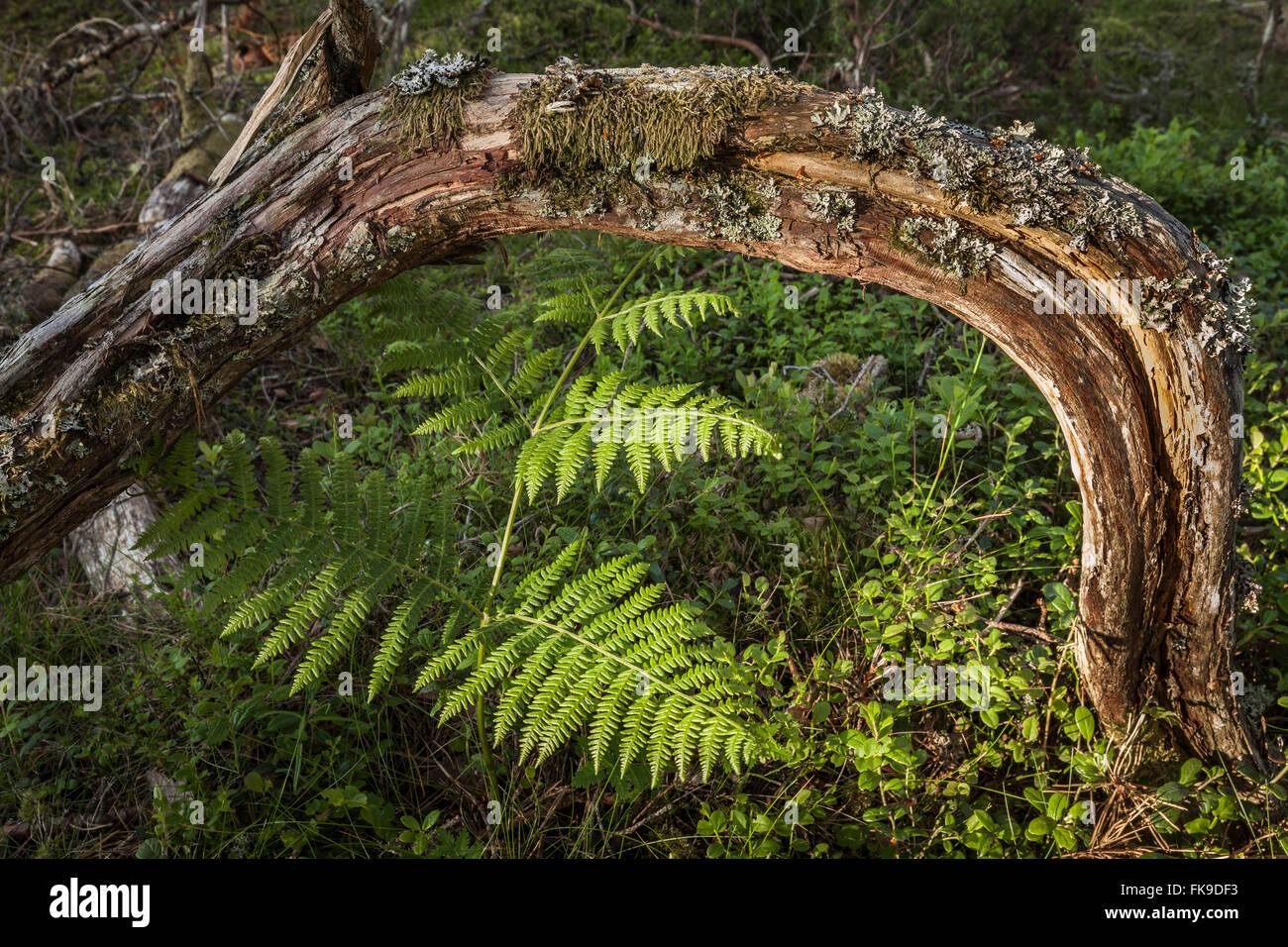 Stunted tree hi-res stock photography and images - Alamy