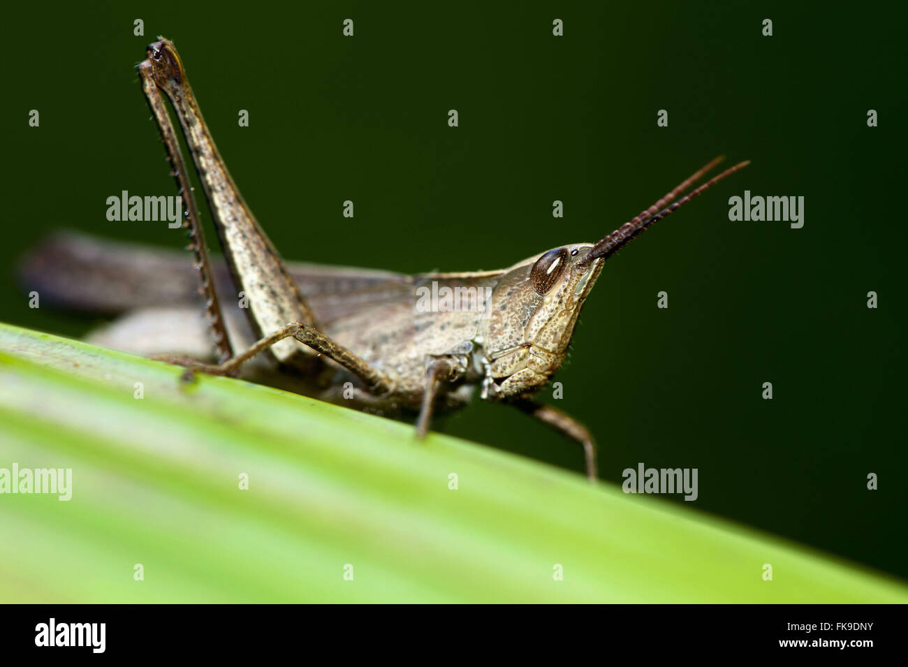 Grasshopper behavior hi-res stock photography and images - Alamy