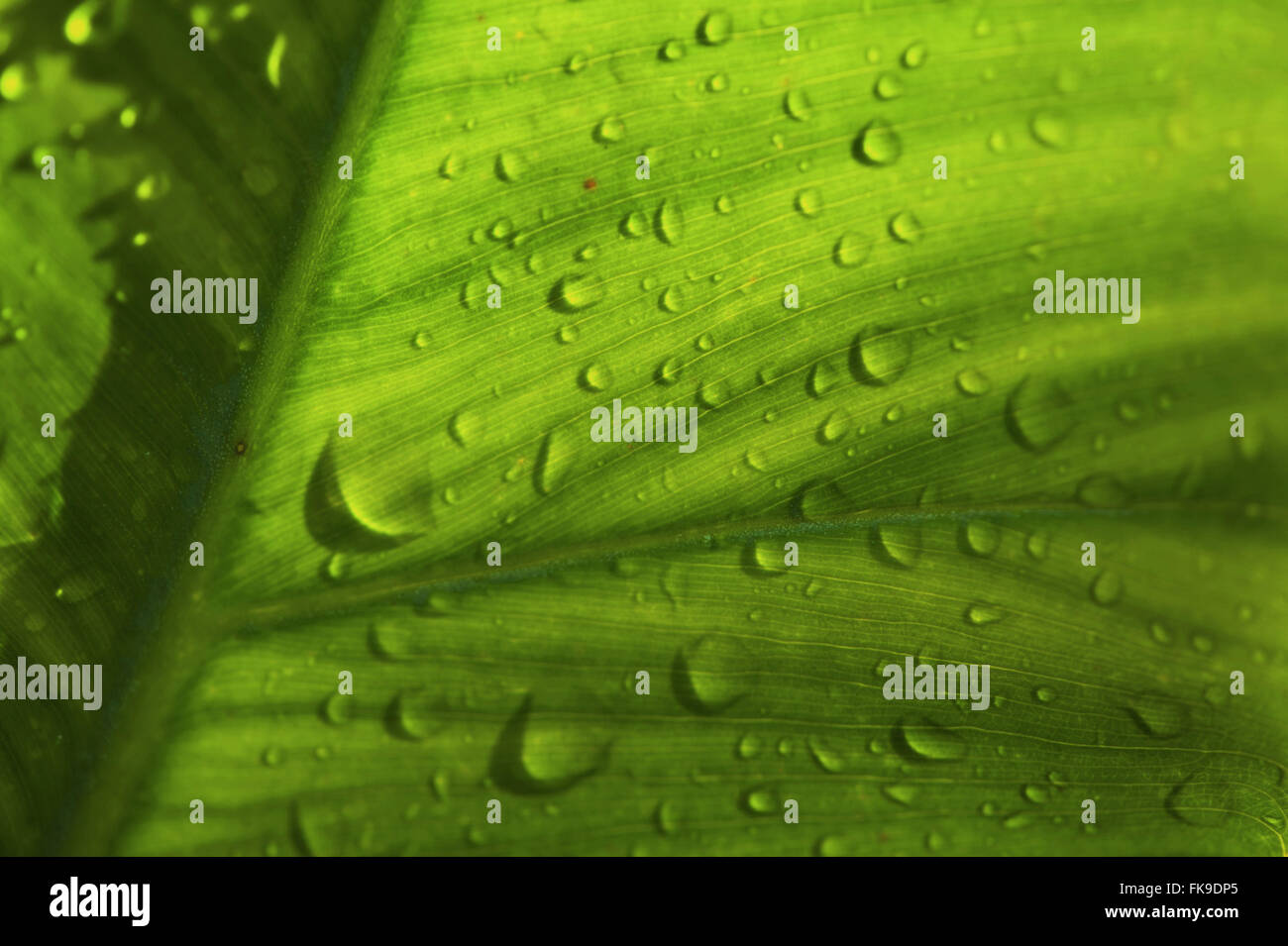 Drops of water on leaf rib-of-adao - Araceae Stock Photo - Alamy