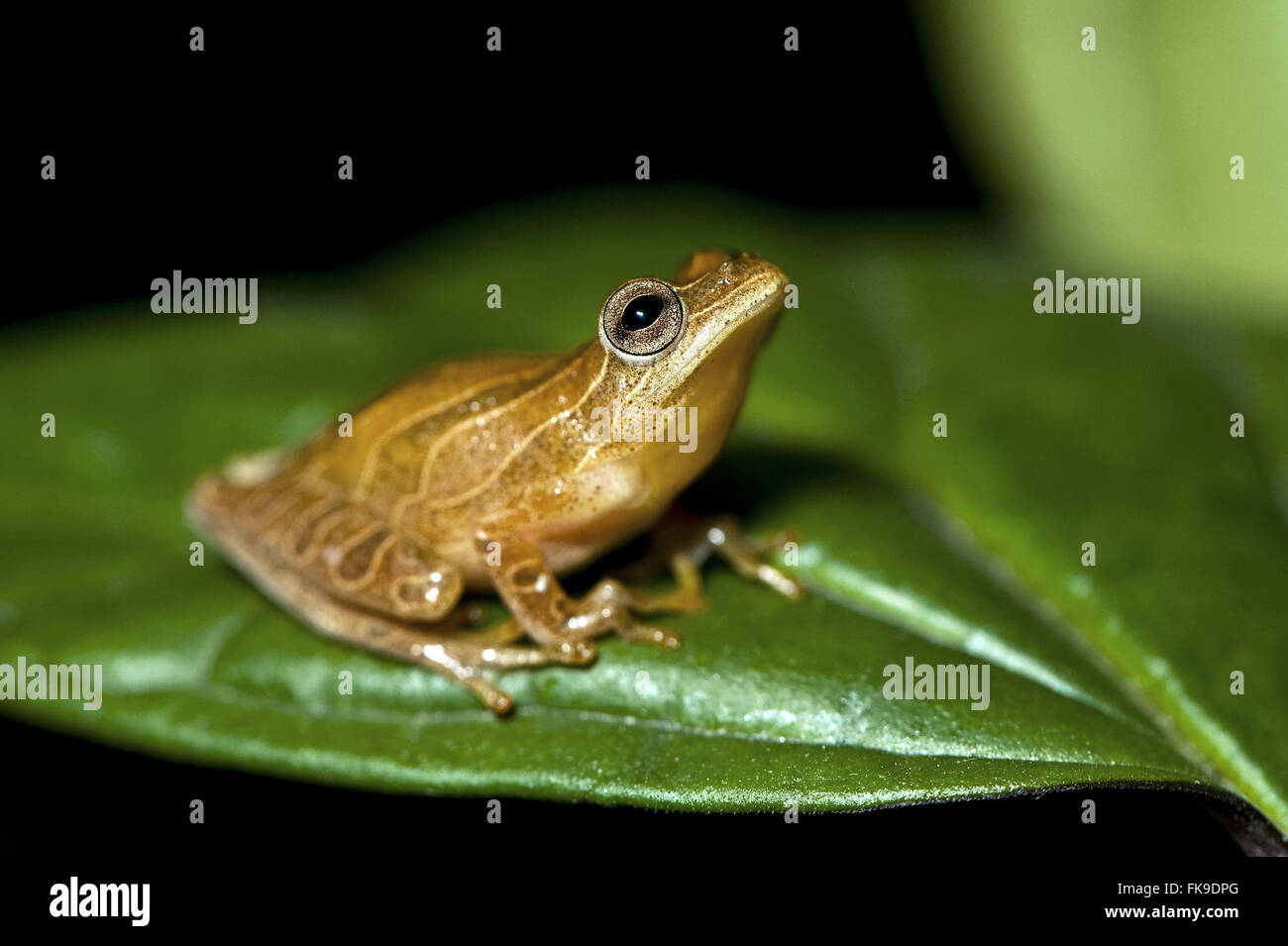 Dendropsophus minutus hi-res stock photography and images - Alamy