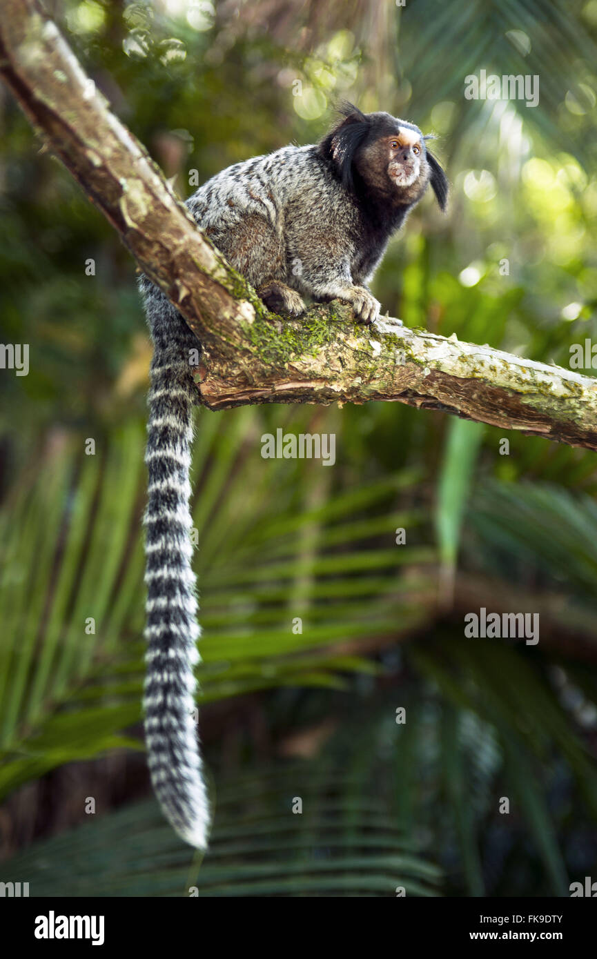 Mico-Star - Callithrix penicillata - also known as - marmoset tuff ...
