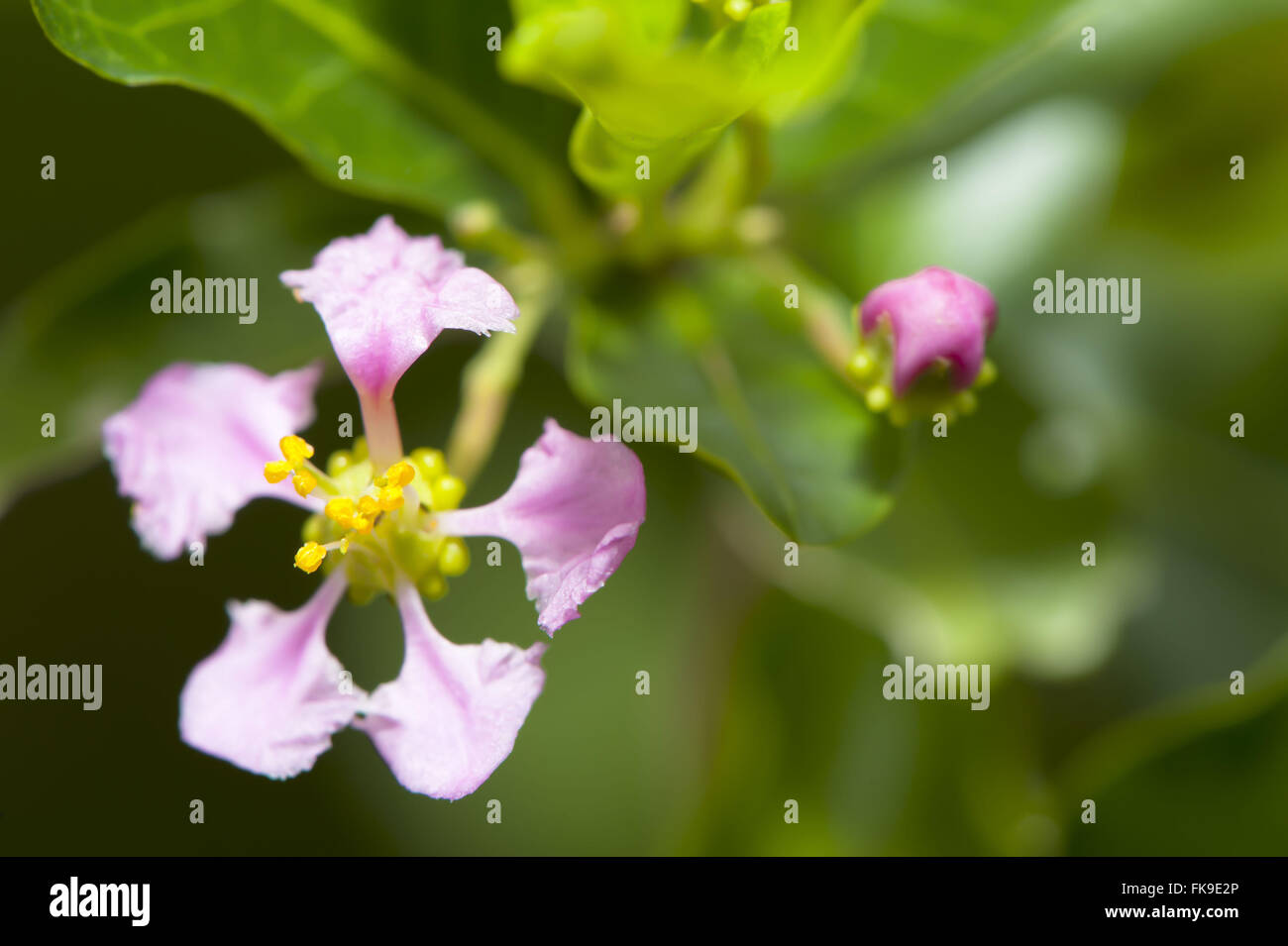 Acerola plants hi-res stock photography and images - Alamy
