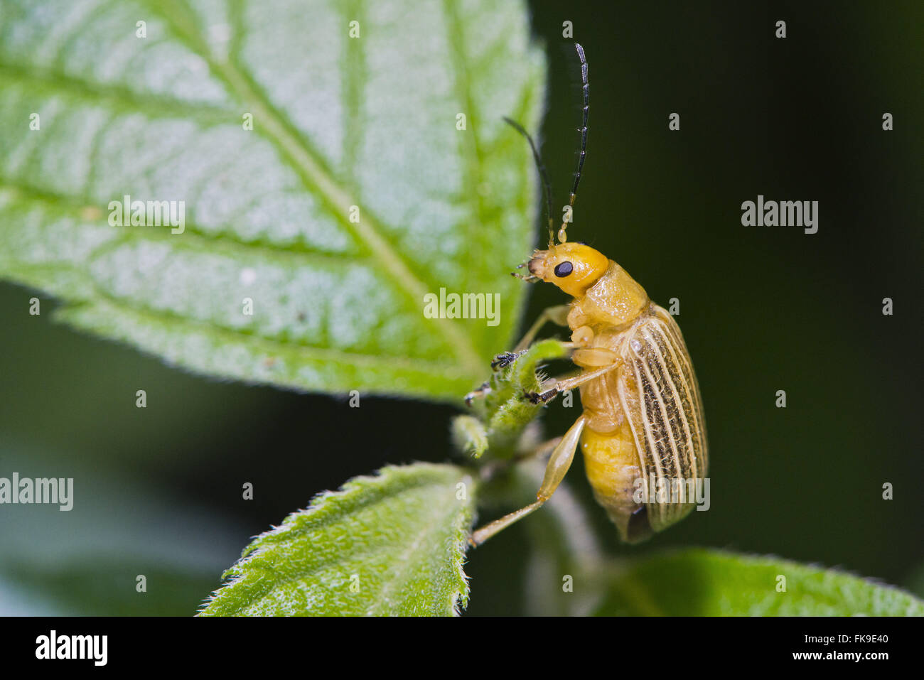 On leaf beetle - beetle Stock Photo - Alamy