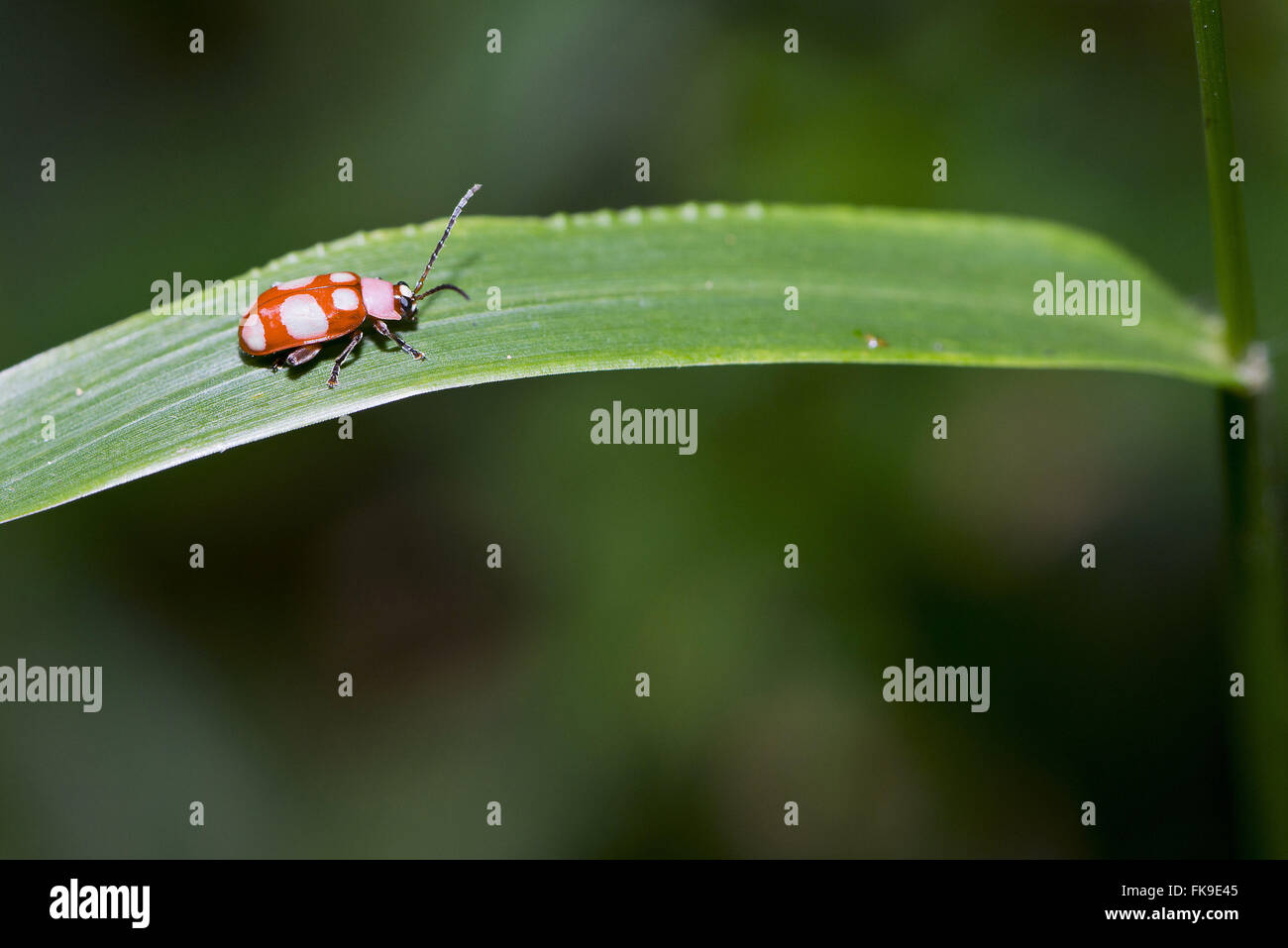 On leaf beetle - beetle Stock Photo - Alamy