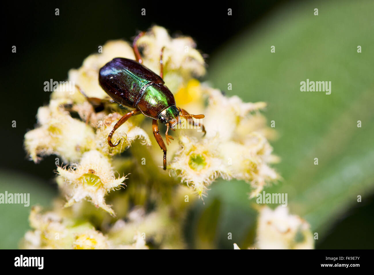 Beetle on flower - beetle Stock Photo - Alamy