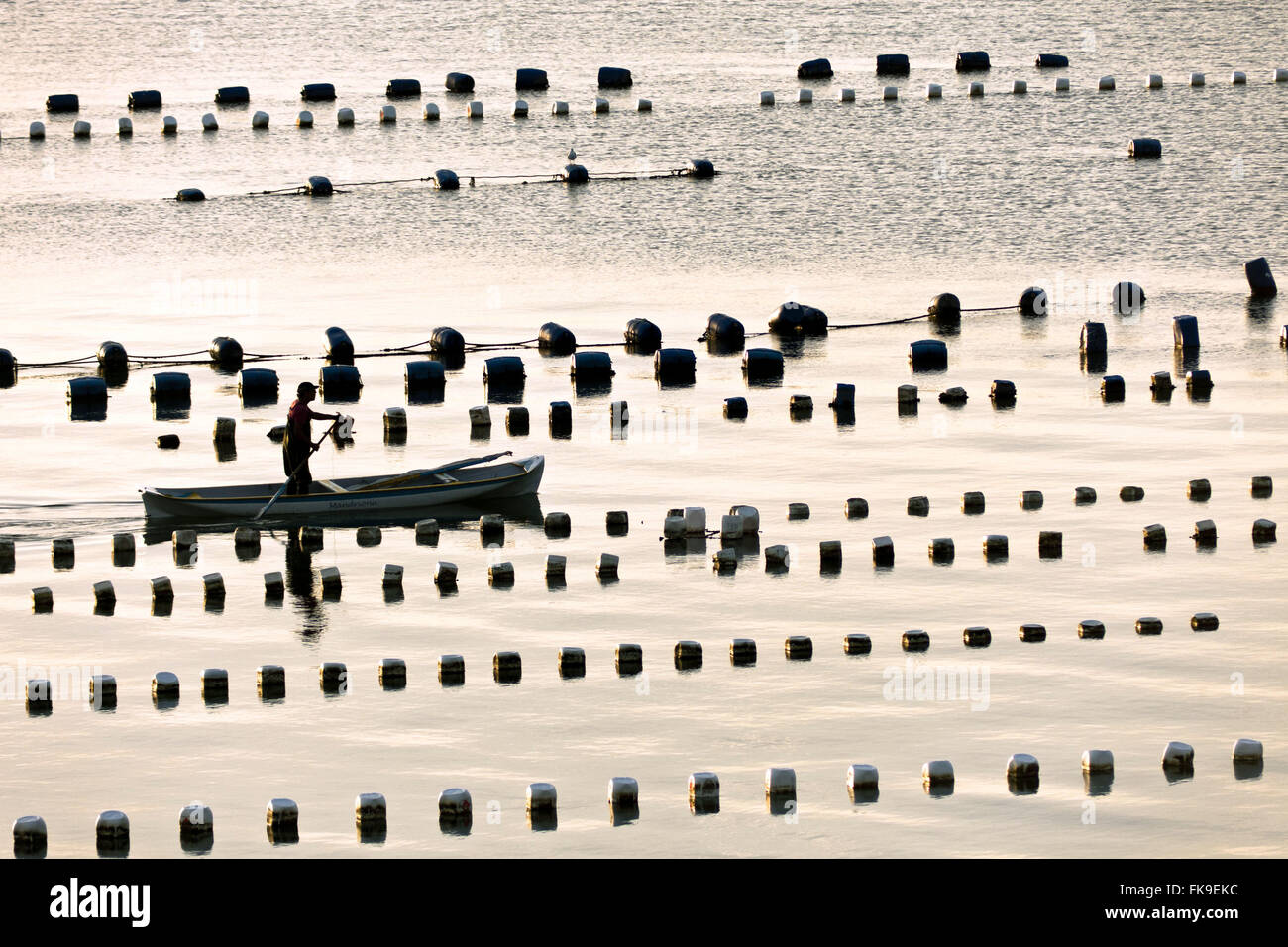 Fishing boat amid the cultivation of shellfish in the district of ...