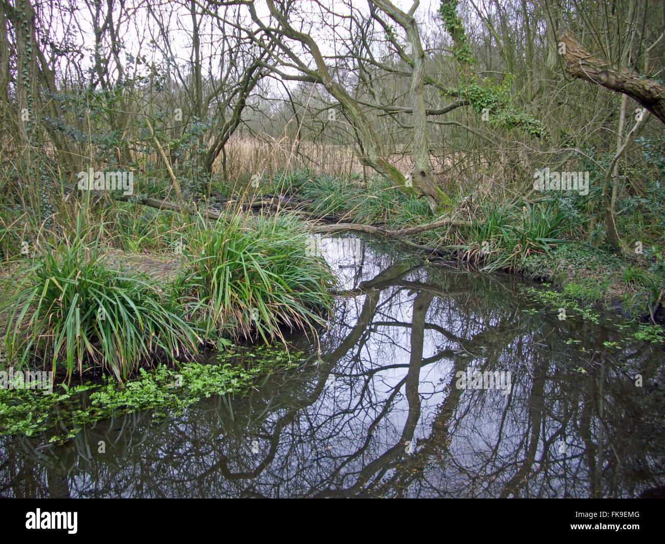 Stream in woodland Stock Photo - Alamy