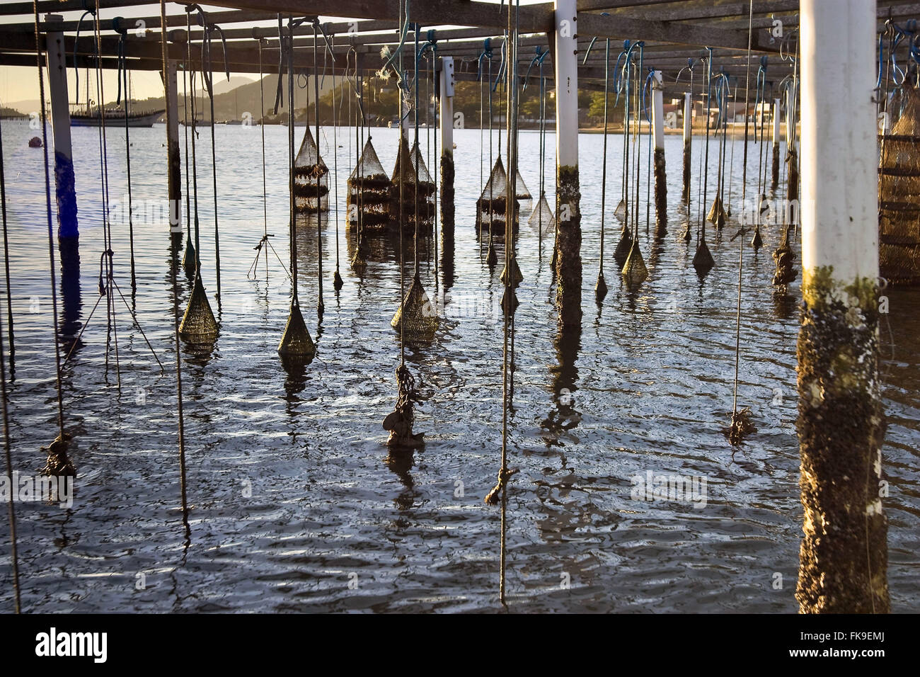 Cultivation of shellfish in the district of Ribeirao da Ilha Stock ...