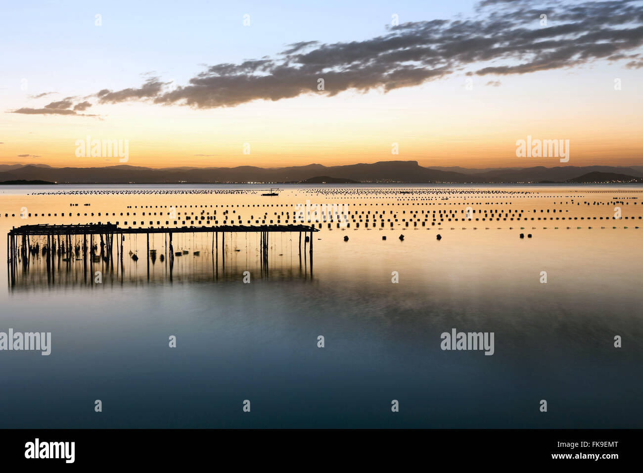 Shellfish cultivation hi-res stock photography and images - Alamy