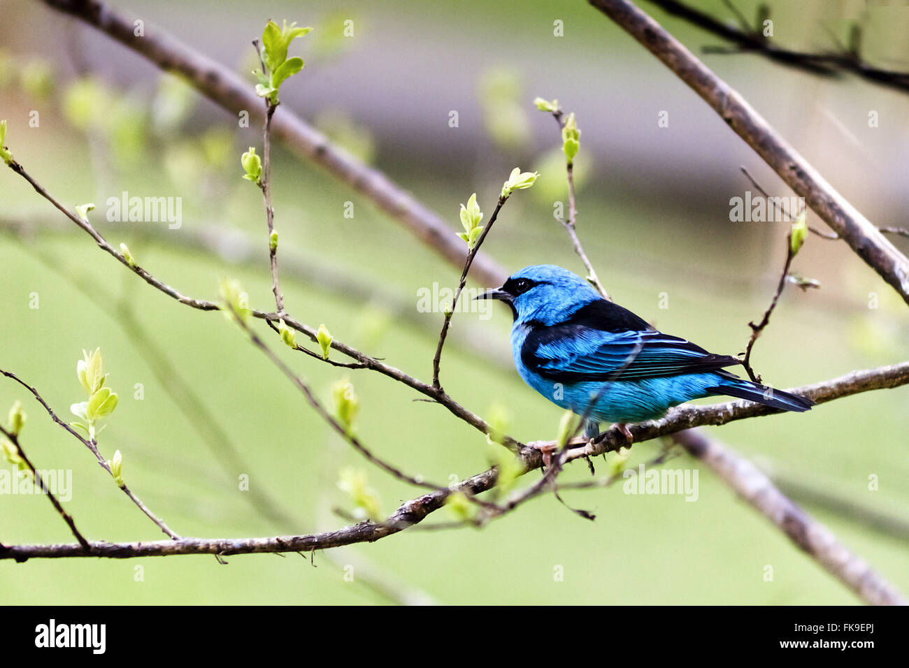 Sai-blue - Dacnis cayana Stock Photo - Alamy