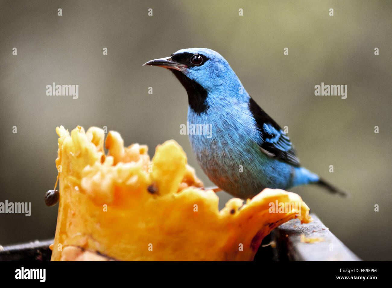 Sai-blue - Dacnis cayana Stock Photo - Alamy