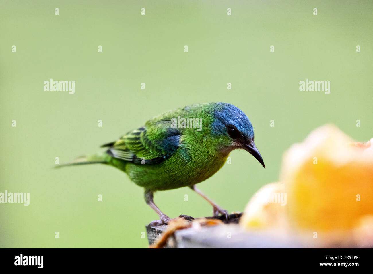 Sai-blue female - Dacnis cayana Stock Photo - Alamy