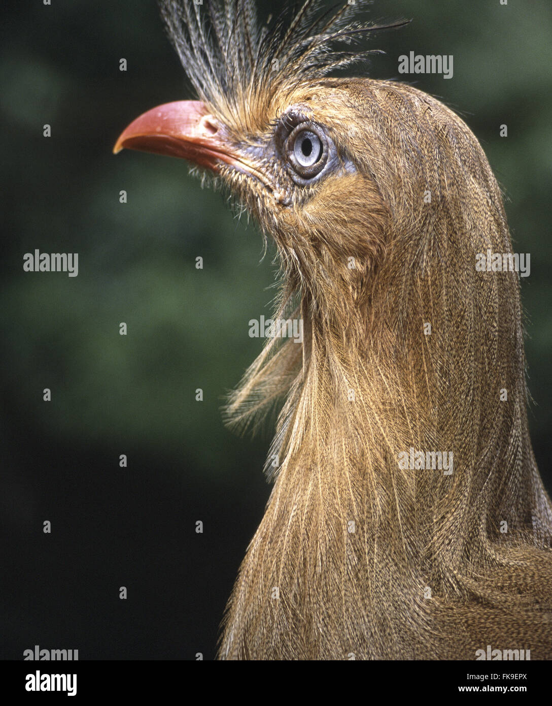 Cariama Cristata High Resolution Stock Photography and Images - Alamy