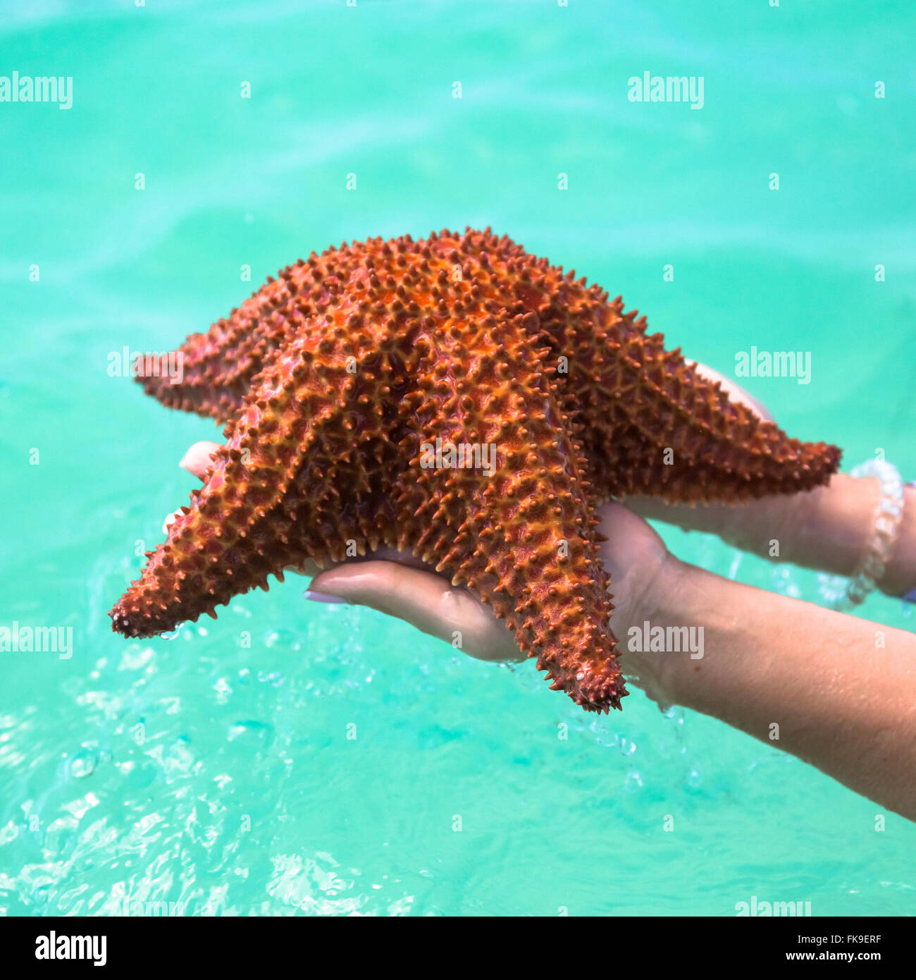 beautiful colorful starfish in girl hands Stock Photo - Alamy