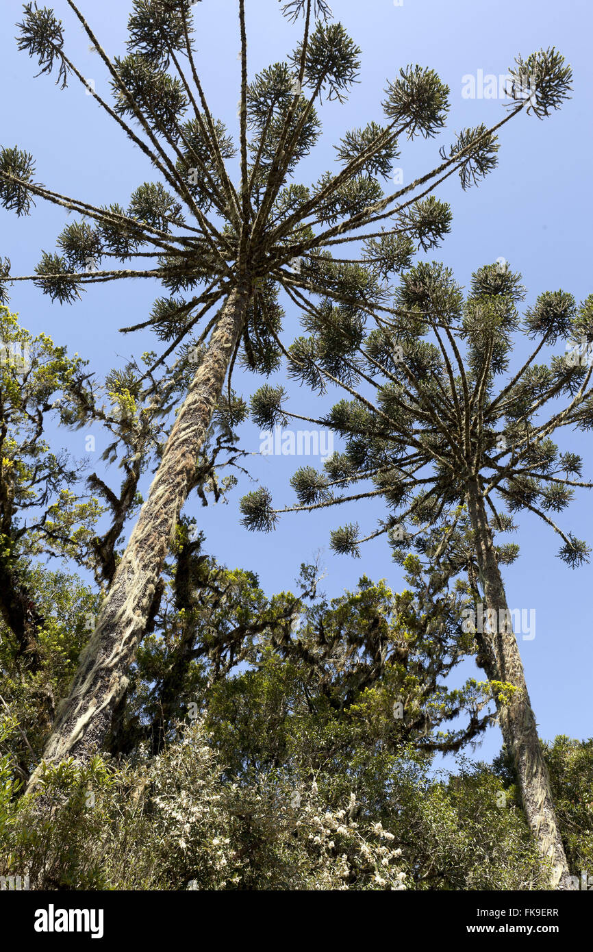Cambara tree hi-res stock photography and images - Alamy