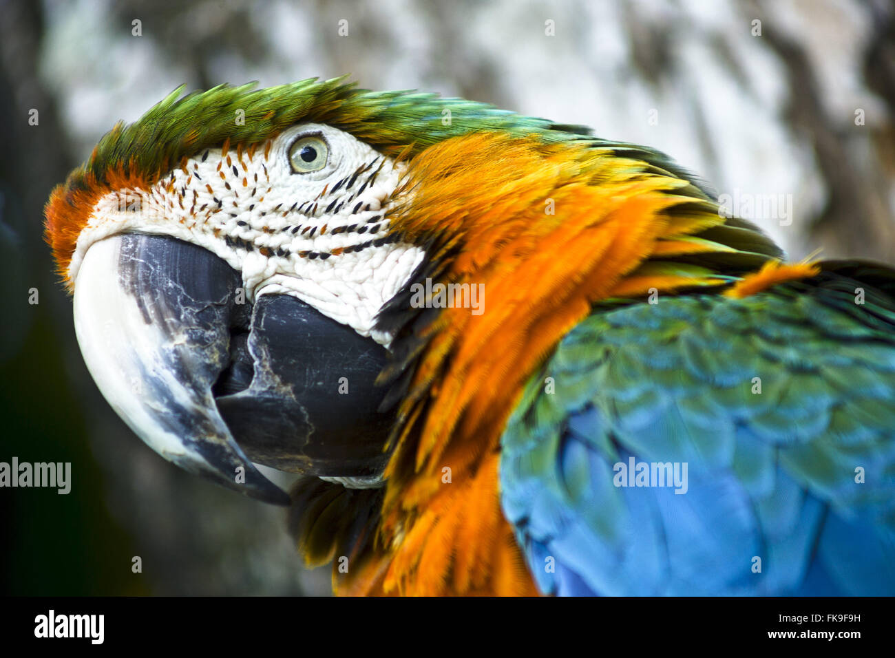 Caninde Macaw - Ara ararauna Stock Photo - Alamy