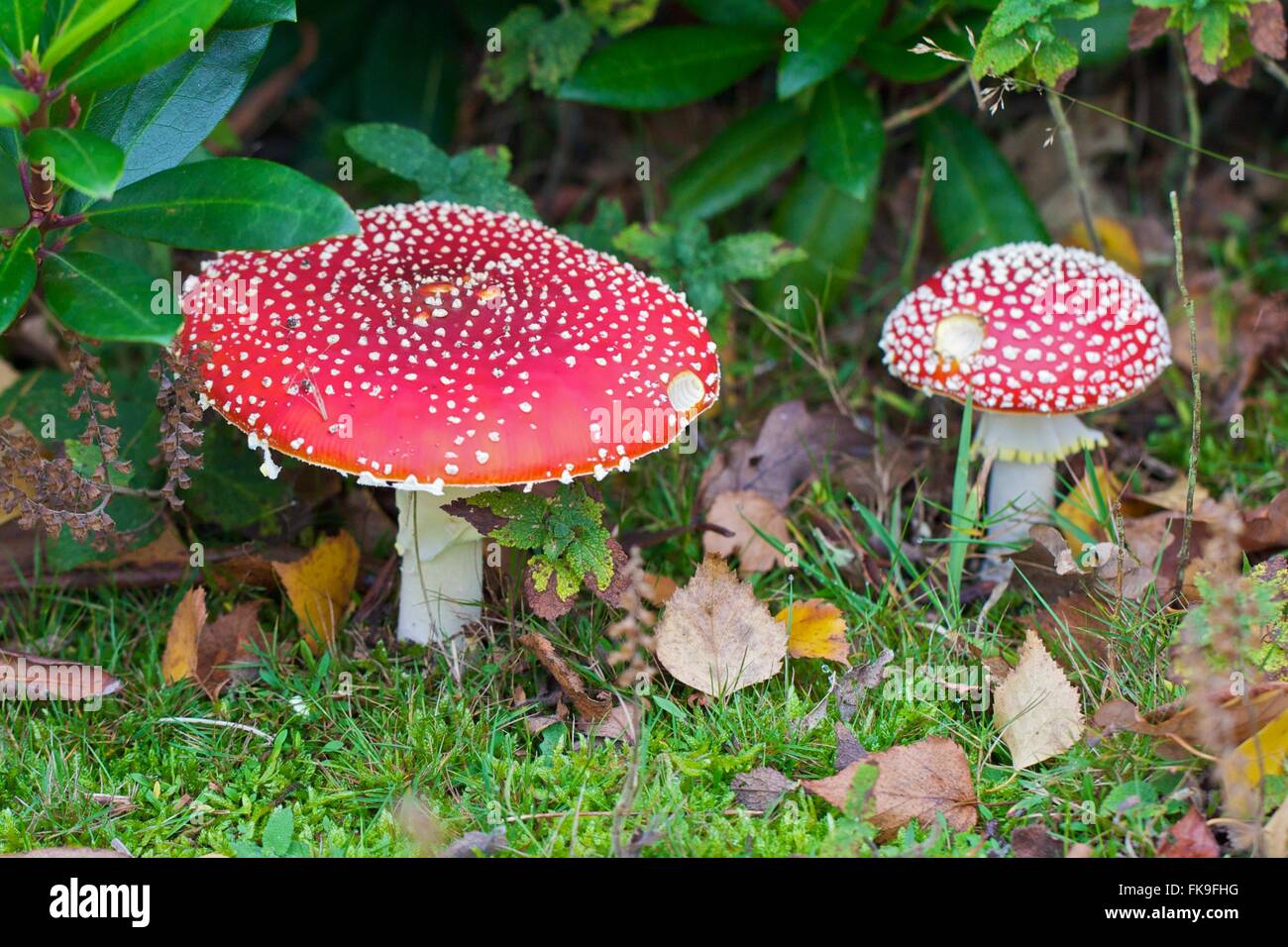 Toadstall hi-res stock photography and images - Alamy