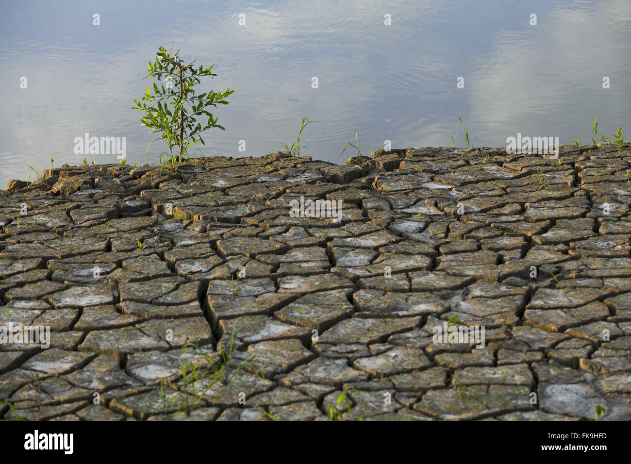 Detail of parched soil in the Amazon forest on the bank of the river ...