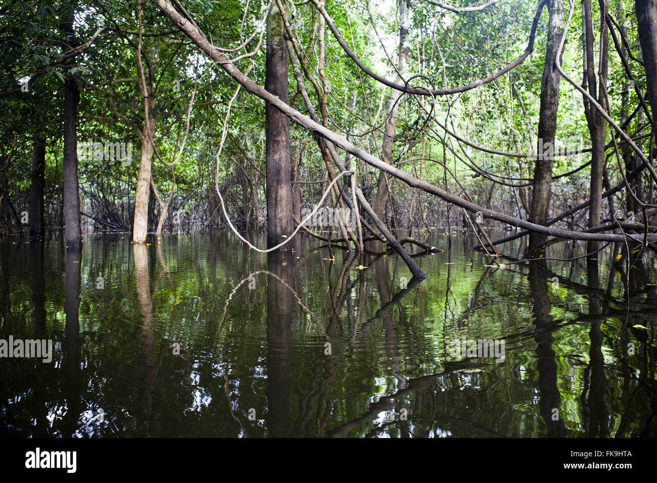 Floodplain in the flooded Amazon forest in Mamiraua Book - Medio region ...
