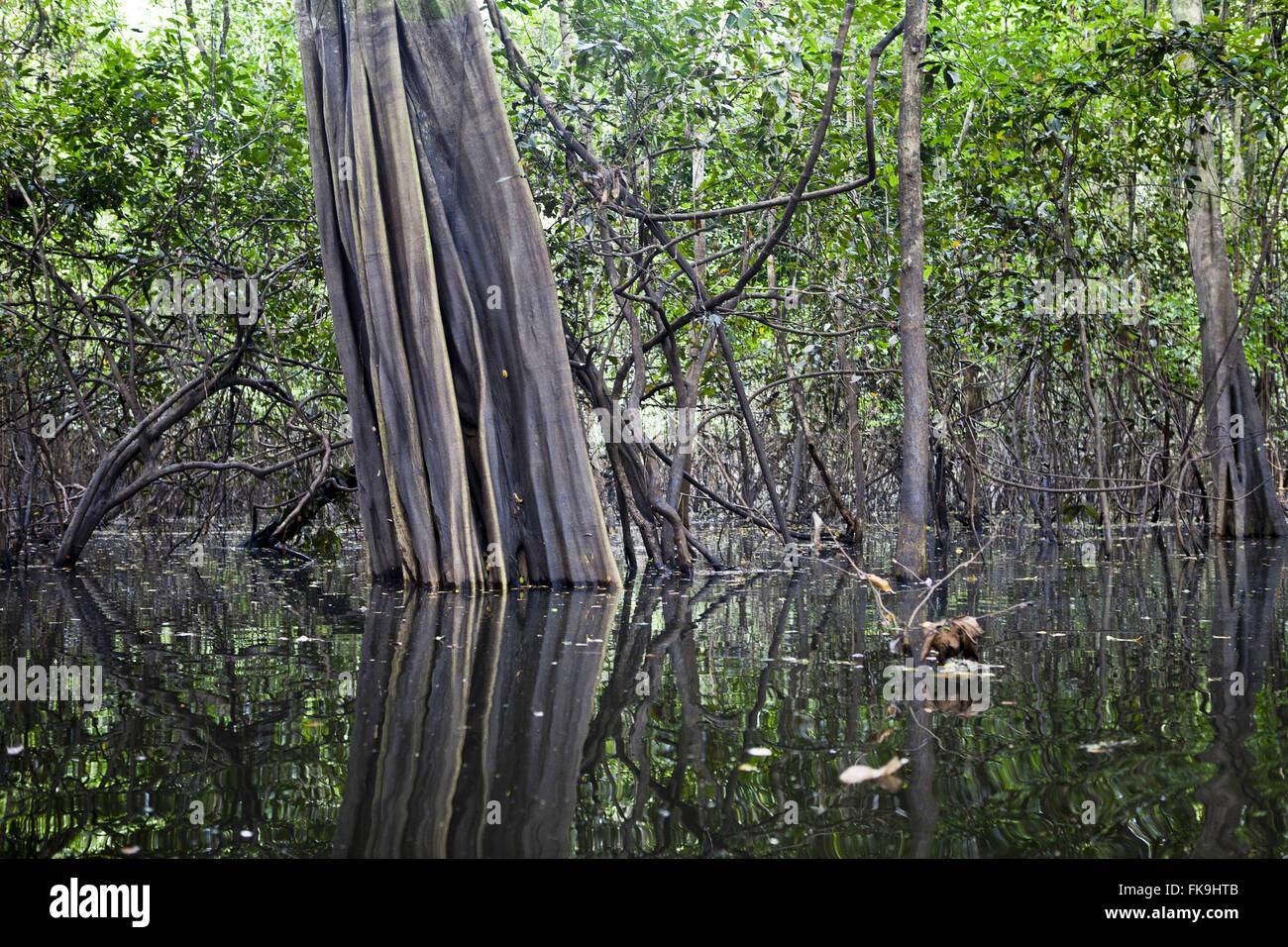 Floodplain in the flooded Amazon forest in Mamiraua Book - Medio region ...