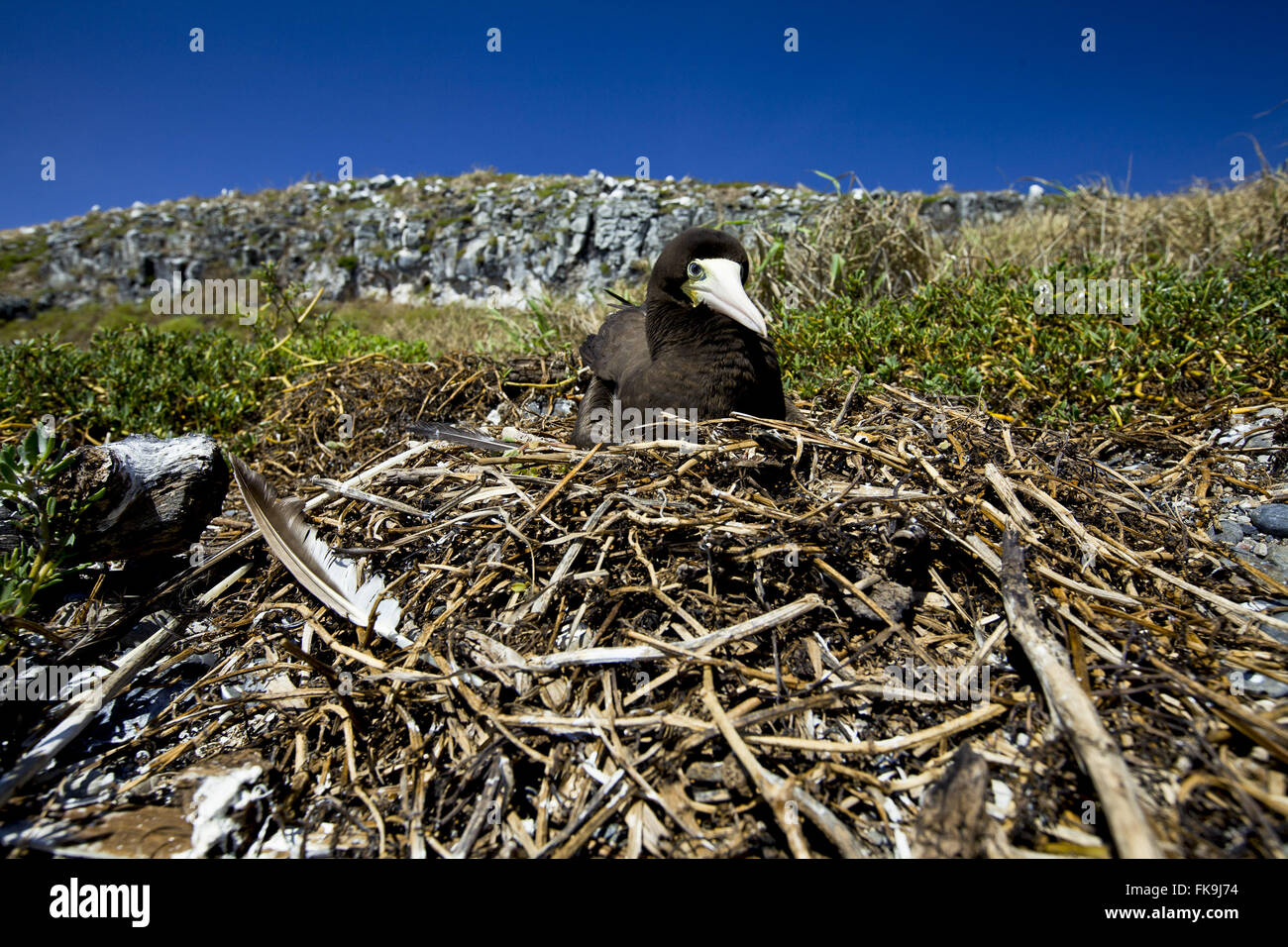 Sula Leucogaster Leucogaster High Resolution Stock Photography and ...