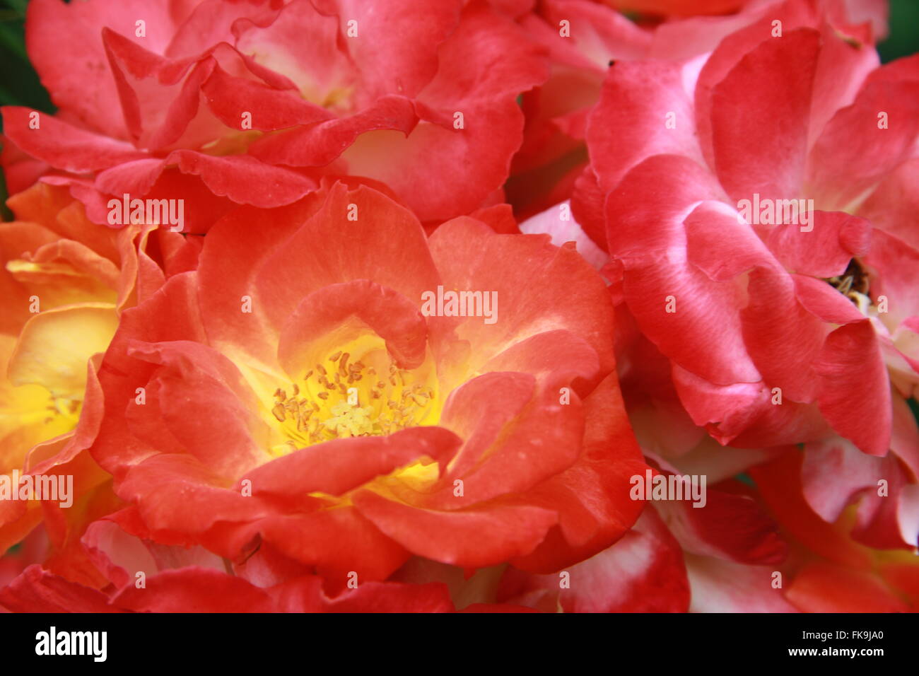 Beautiful roses hi-res stock photography and images - Alamy