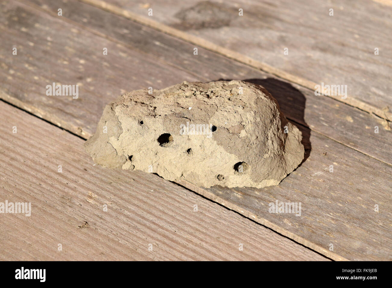 Nests of clay belonging wasp Stock Photo - Alamy