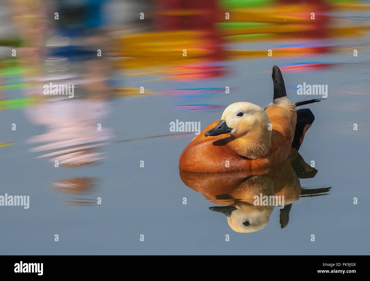 Ruddy shelduck (Tadorna ferruginea) male swimming in lake Stock Photo ...