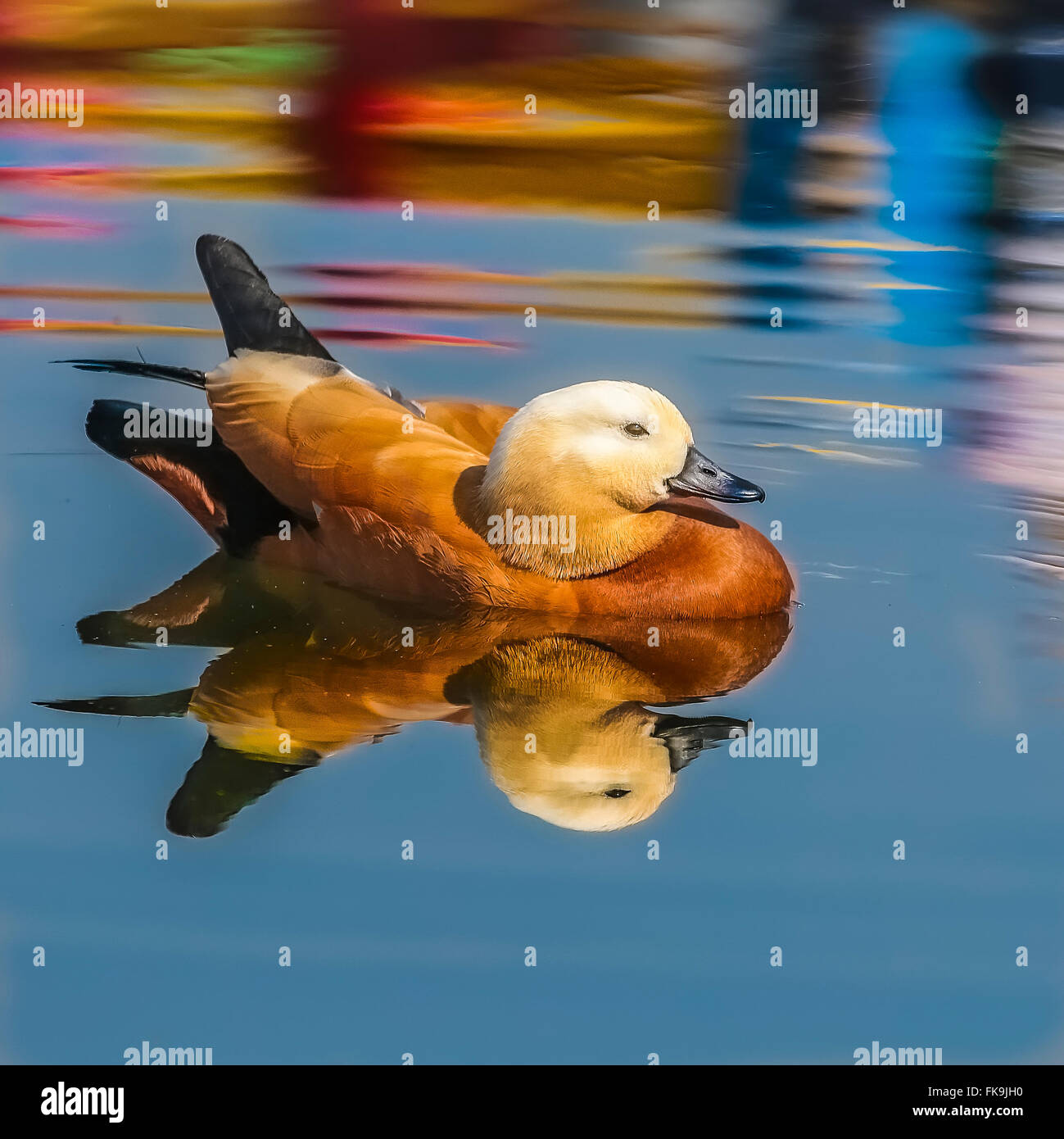 Ruddy shelduck (Tadorna ferruginea) male swimming in lake Stock Photo ...