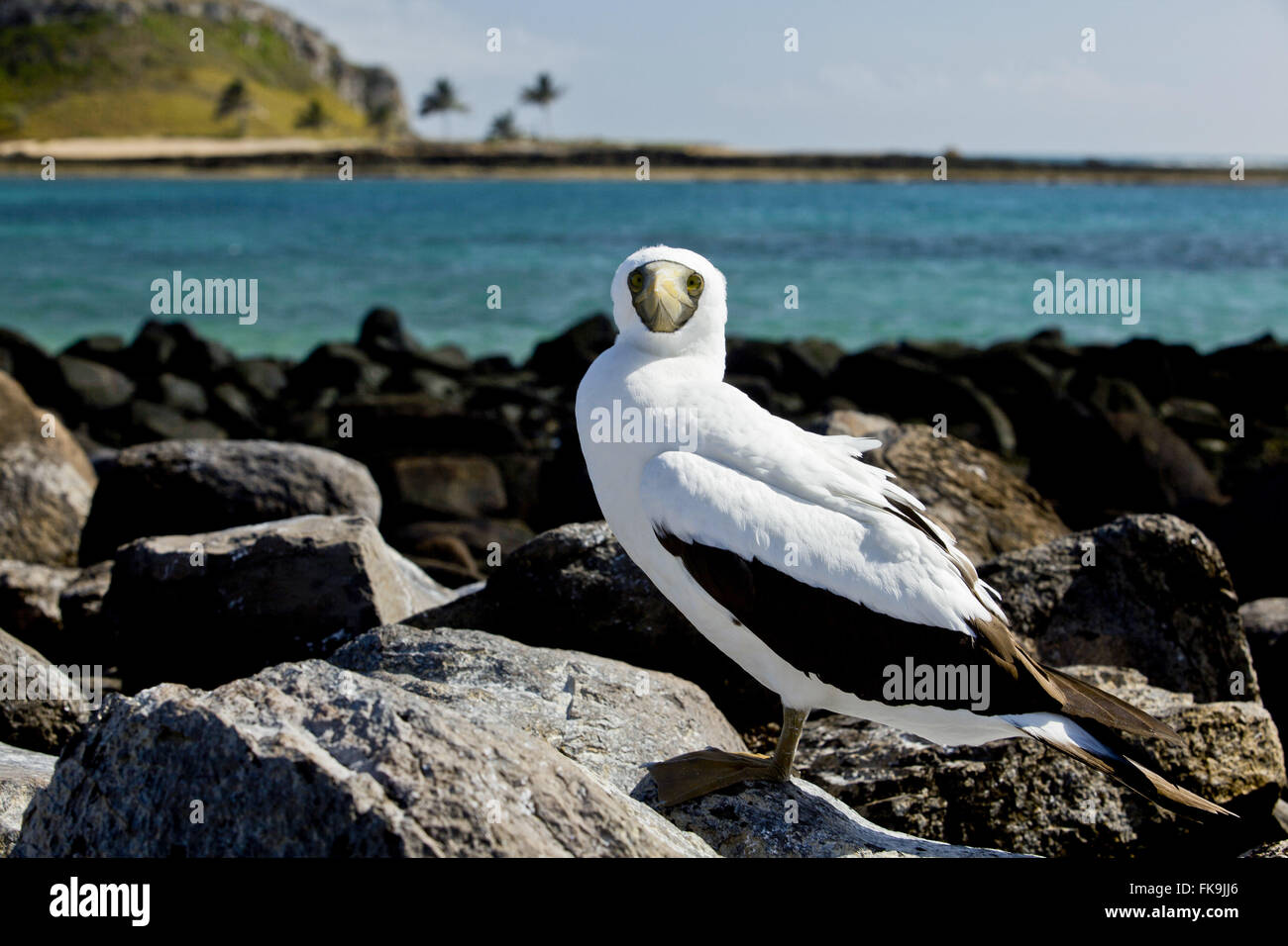 Masked Booby - Sula dactylatra - in Siriba Island - Abrolhos ...