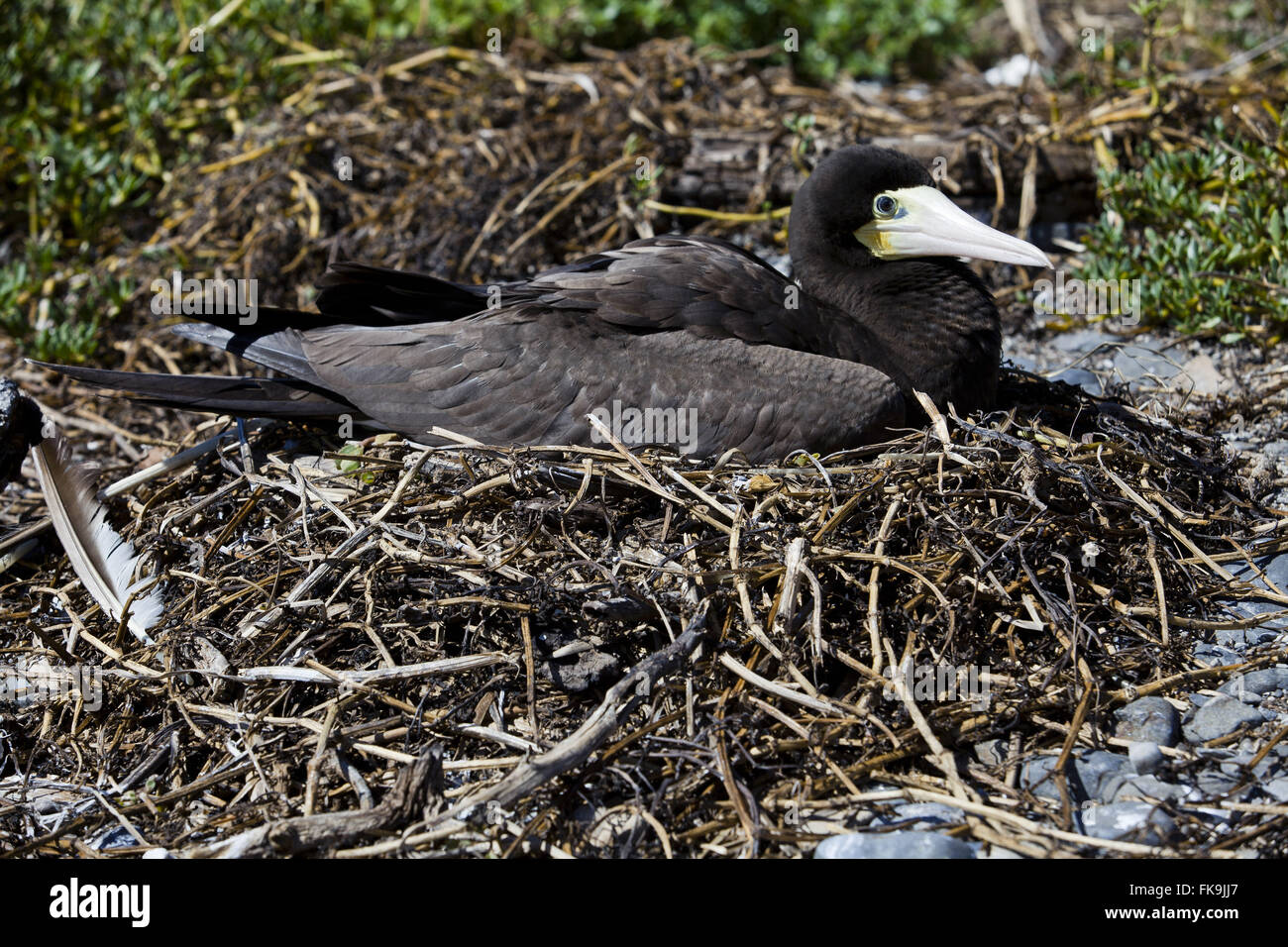 Siriba Island High Resolution Stock Photography and Images - Alamy