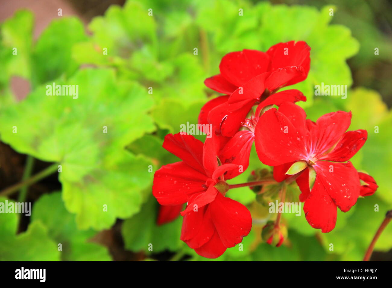 Contrasting Colors. Bold Red over Subtle Green Stock Photo - Alamy